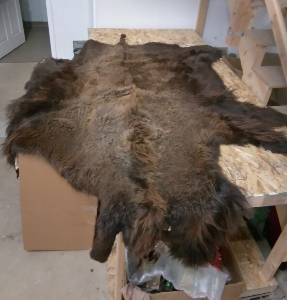 Buffalo, Bison Hide (Rug, fur, skin) 5x7. Tanned. Small farm. Winter ...