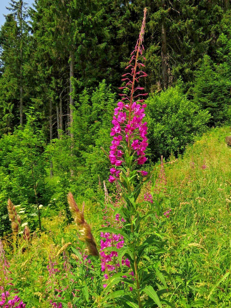 301+FIREWEED Seeds Rosebay Willow Herb YANAGIRAN Native Medicinal ...