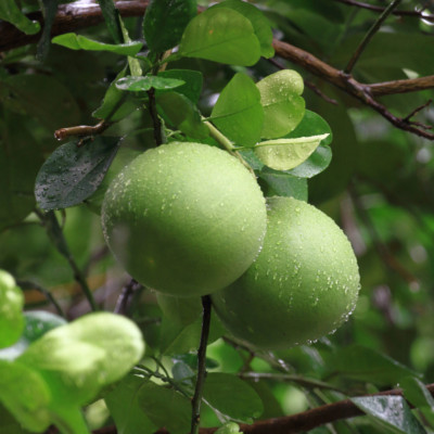 Upcycled Pomelo & Purple Basil Type Fragrance Oil for candle/soap ...