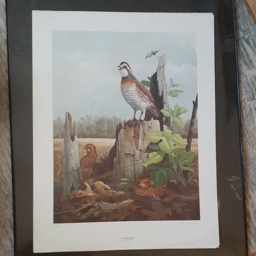 Anthony Rudisill "Bob White Quail" Signed Limited Ed. 41/650 Print 33 ...