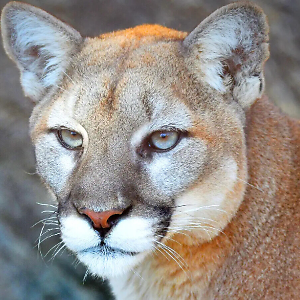 Puma's Den | eBay Stores