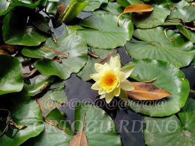 NINFEA GIALLA- 15 SEMI DI NYMPHAEA YELLOW | eBay
