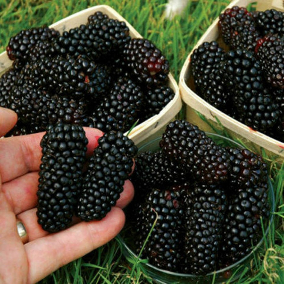 100 Pc Giant Thornless Blackberry Seeds Fruit Vegetable Seed Home ...