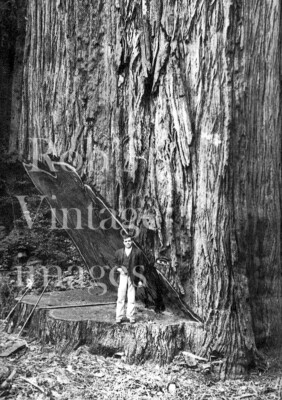 Redwood Sequoia Logging Photo Logs man Standing In Tree California 8 ...