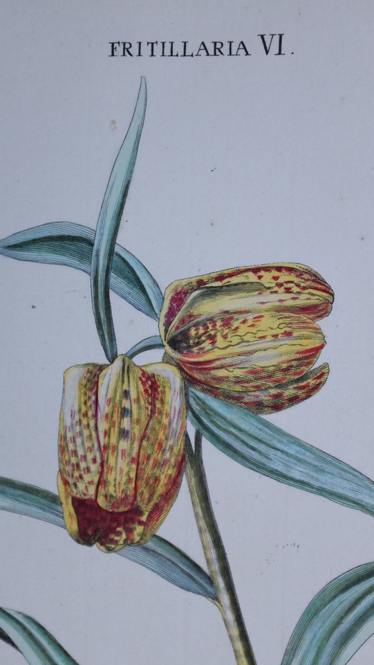 1756 HAND COLOURED PRINT TREW KELLER & SELIGMAN BOTANICAL PRINT FESTUS ...