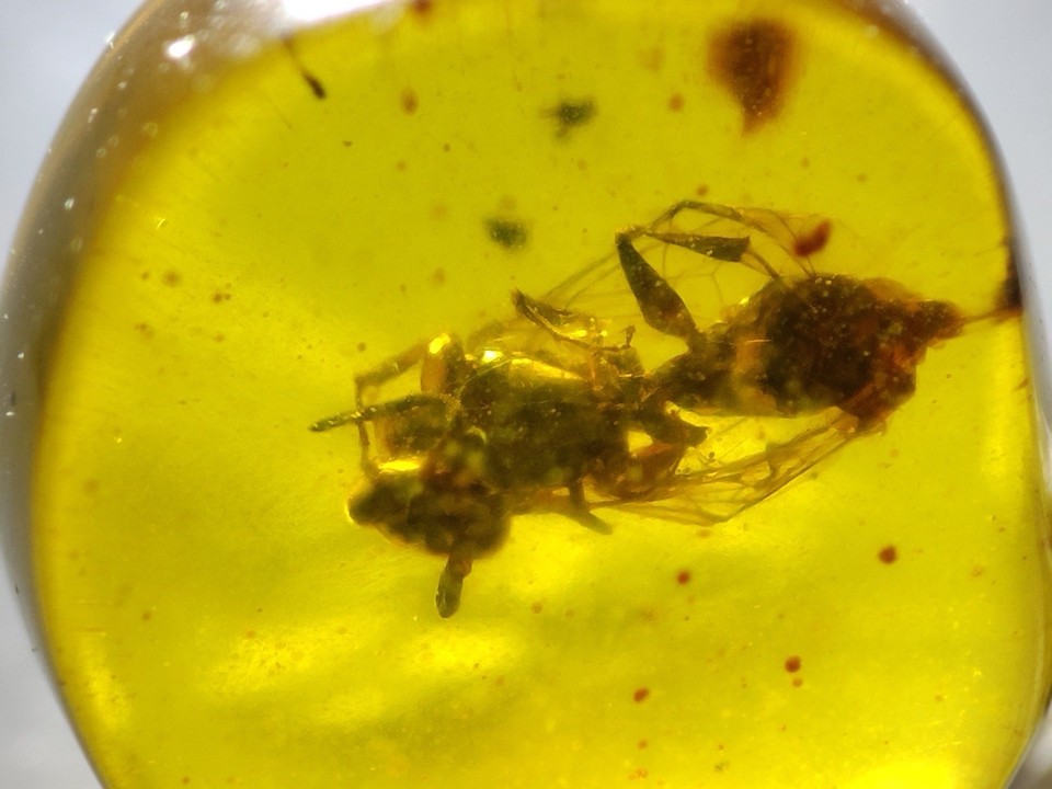 Fossil amber Insect Burmese burmite Cretaceous insect Myanmar | eBay