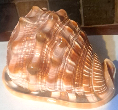 GIANT Cassis Rufa Helmet Red Bull Mouth Sea Shell 5.5 X 3.5" | eBay