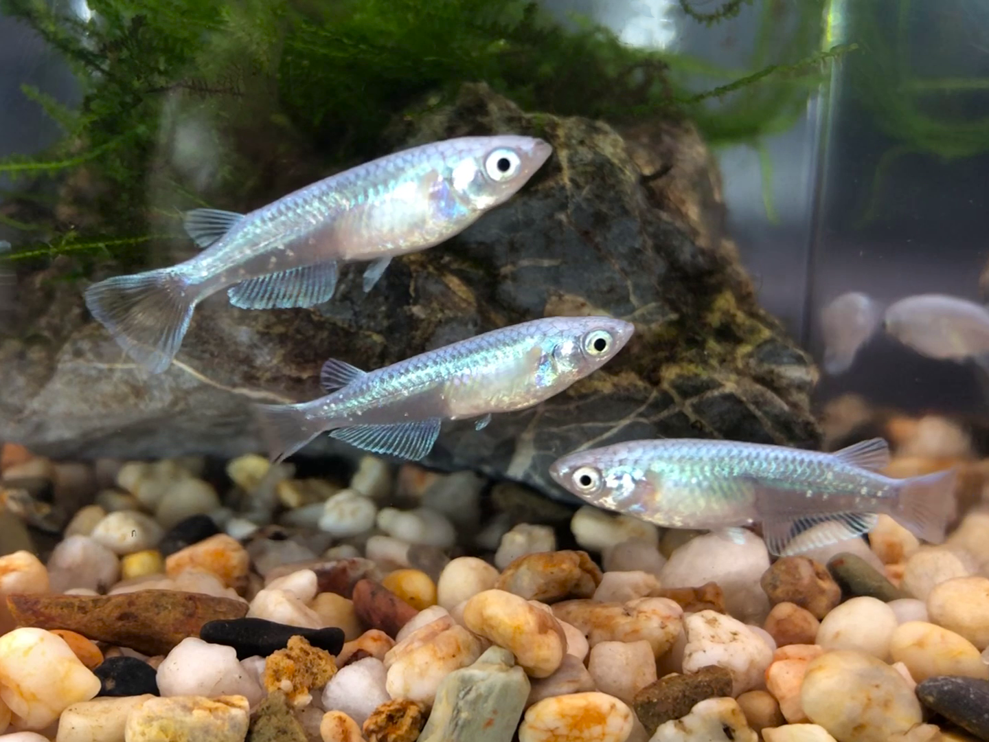 8 Medaka, Platinum Blue Miyuki Japanese Rice Fish, Easy Hardy Aquarium ...