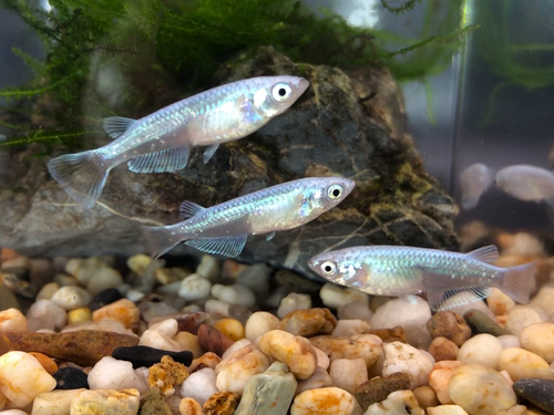 8 Medaka, Platinum Blue Miyuki Japanese Rice Fish, Easy Hardy Aquarium ...