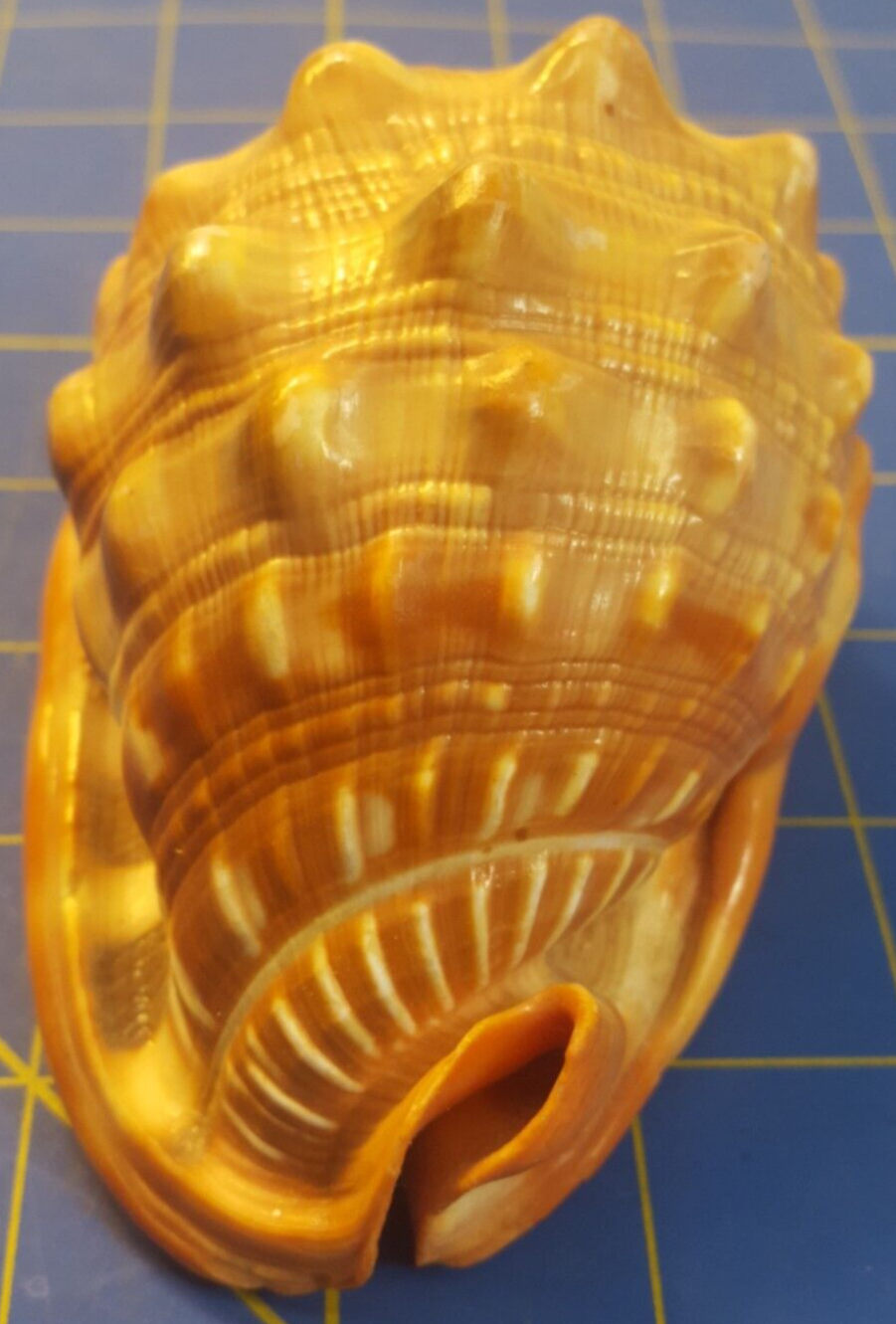 HORNED HELMET BULL MOUTH CONCH TIGER STRIPED SHELL SEASHELL | eBay