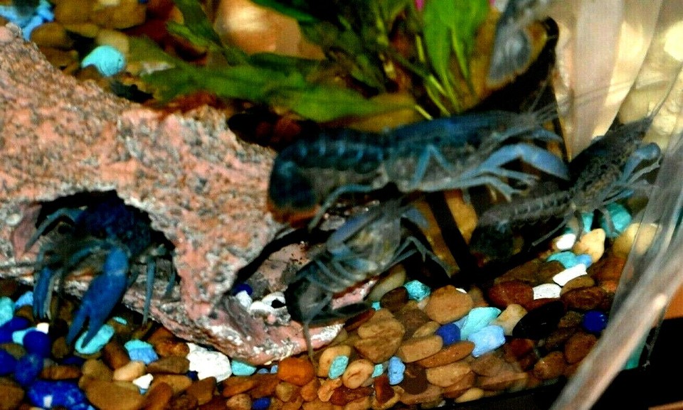 CRAYFISH Live Invertebrate One Small 1" -1.5" ELECTRIC BLUE Freshwater ...
