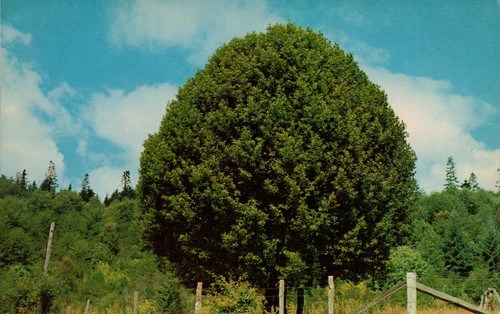 Vintage Postcard Oregon Myrtle Trees southwestern coast unique shaped ...