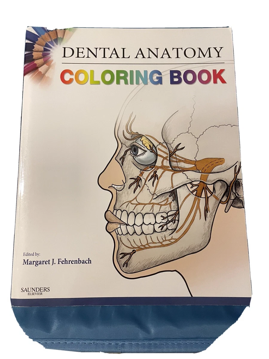 Dental Anatomy Coloring Pages