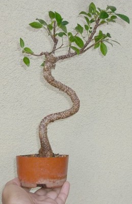Tiger Bark Ficus Microcarpa Pre Bonsai Dwarf Shohin Nice Movement Trunk ...