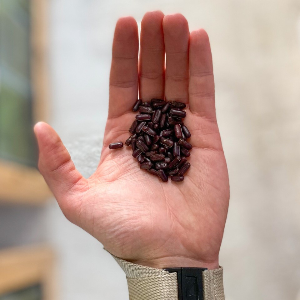 Red Runner Roach (Blatta Lateralis) | Live Feeder Insect Turkestan ...