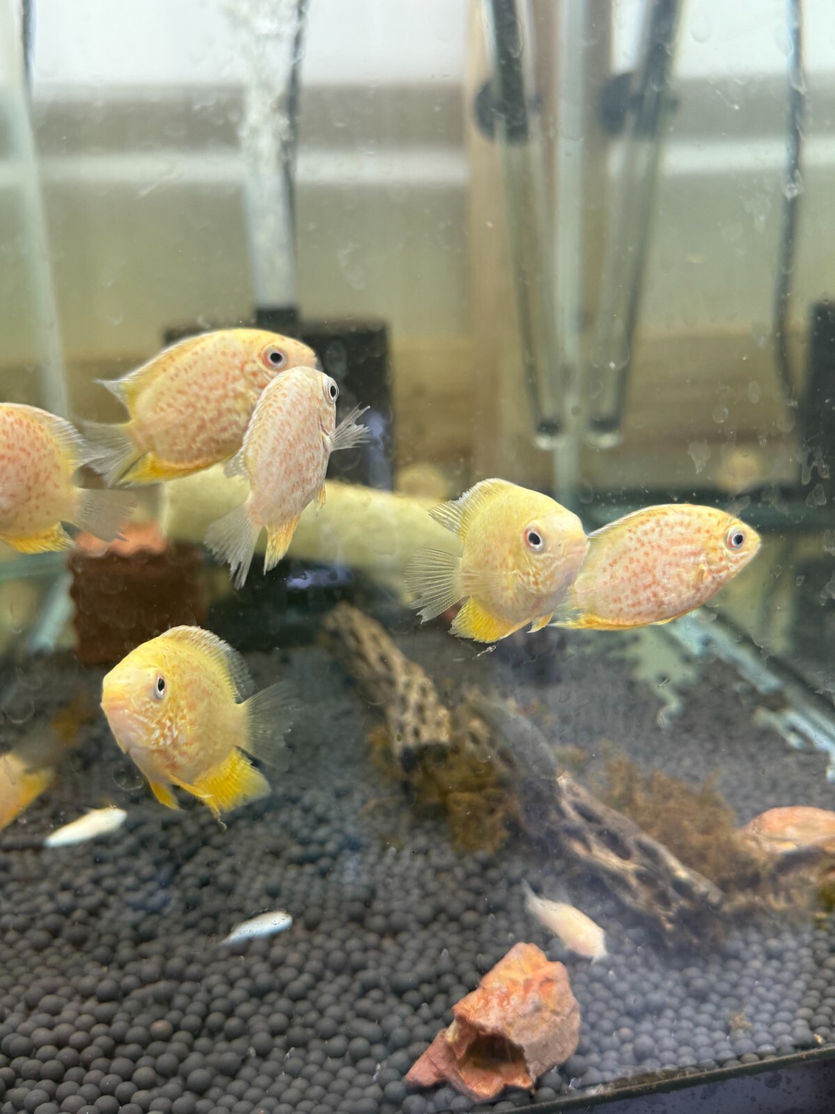 Red Spotted Gold Severum 1.5-2.0” – Live Freshwater Cichlid for ...
