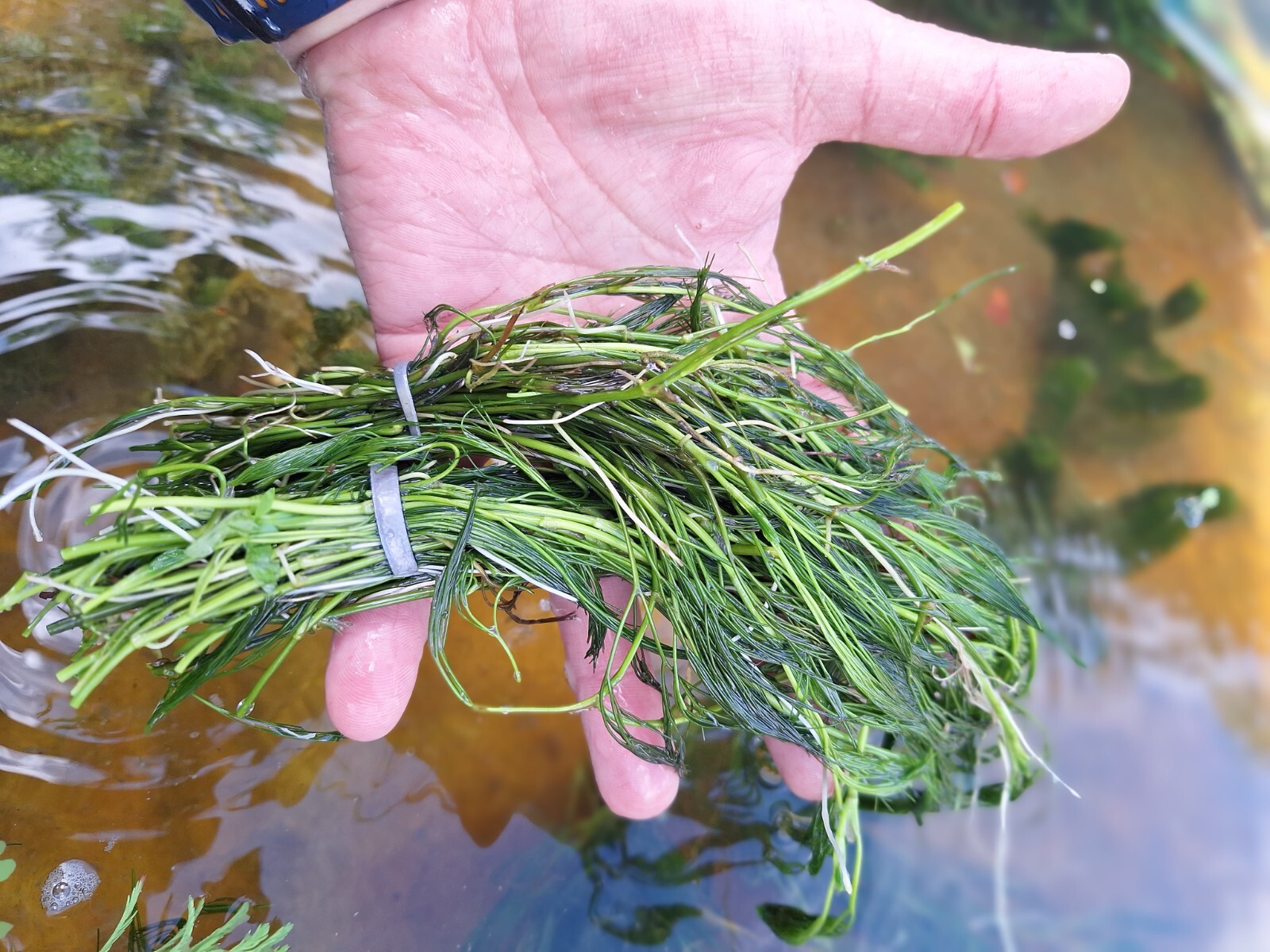 1 to 12 bunches Water Crowsfoot Ranunculus aquatilis Oxygenating Pond ...