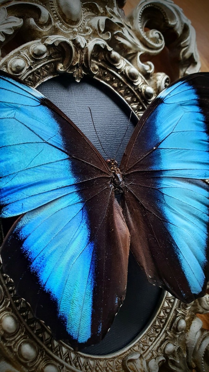 Images Of Blue Morpho Butterflies Blue Morpho Butterfly Facts,