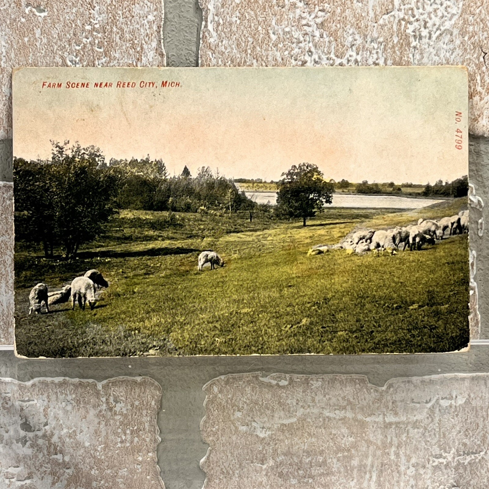 Reed City, MI Postcard Farm Scene Sheep Grazing Michigan Vintage Posted ...
