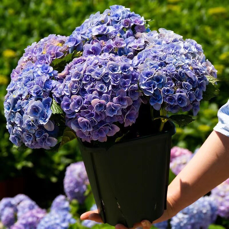 25pc HYDRANGEA SEEDS Garden Plant Flower rare exotic USA seller FREE ...