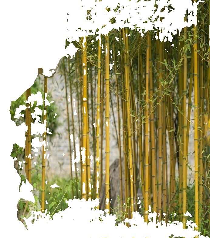 Golden Bamboo Seeds | eBay