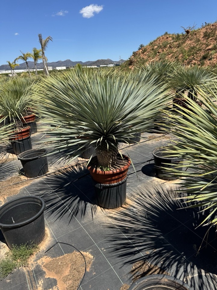 yucca rostrata 3ft Height 35L Pot very hardy for UK weather 100 ...