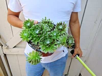 Sempervivum Arachnoideum Cebenese Cobweb Succulent | eBay