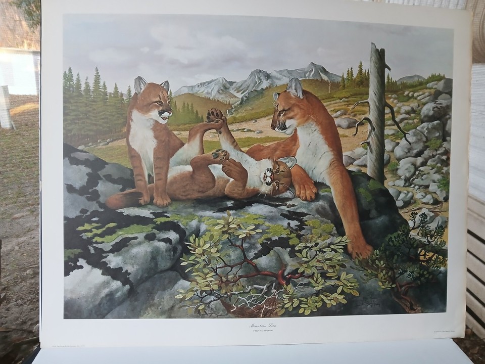 RAY HARM LIMITED EDITION HAND SIGNED LARGE PRINT MOUNTAIN LION | eBay