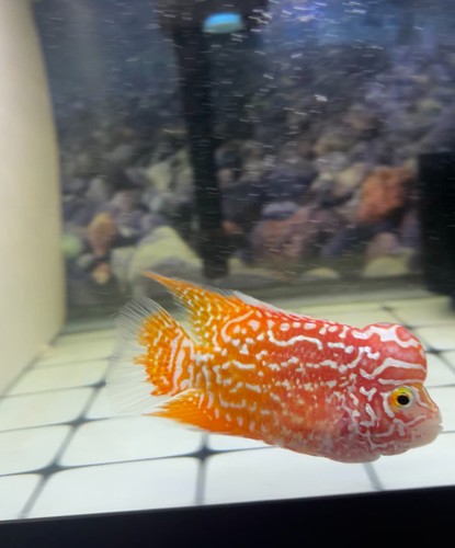 Vip Golden Base Kamfa Flowerhorn | eBay