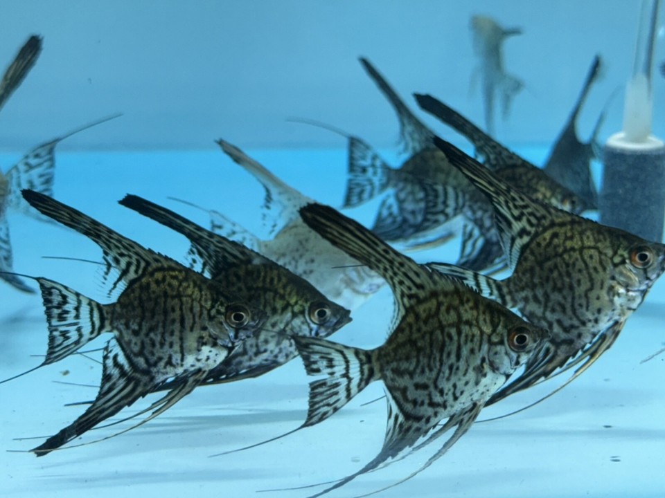 PACK Of 2 - LIVE Aquarium Longfin Leopard Angelfish - 1.5 To 2 Inch ...