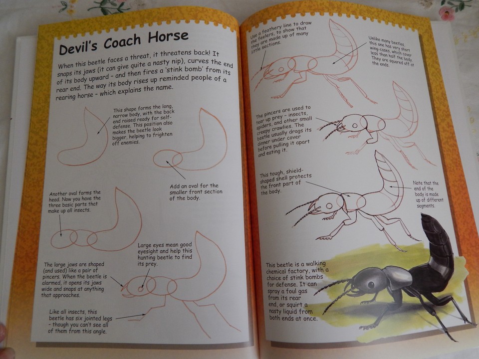 I CAN DRAW CREEPY CRAWLIES 9780752572819| eBay