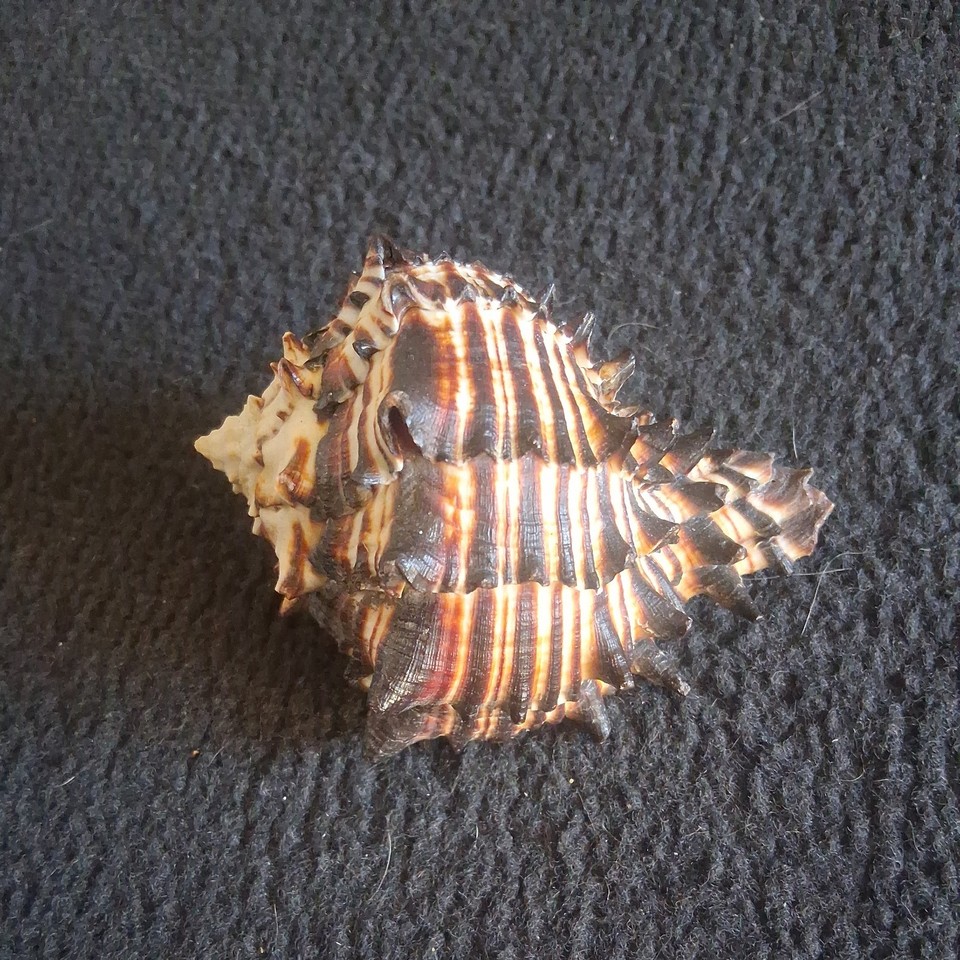 Hexaplex Shell Shellfish Murex Seashell Sea Collectibles Decor Beach ...