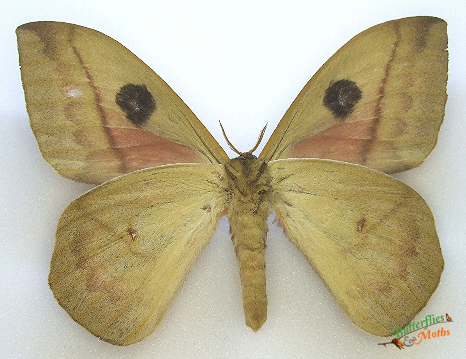 Automeris janus silk moth SET x1 A1- Entomology insect specimen NICE | eBay