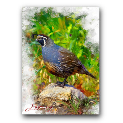 Quail #2 Art Card Limited 1/50 Edward Vela Signed (Animals Birds) | eBay