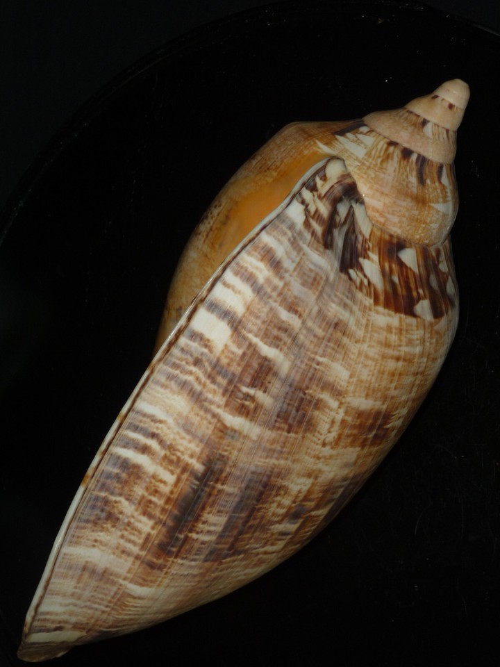 186 Cymbiola magnifica 257.4mm 510g TOP GRADING IMPORTANT NATURAL ...