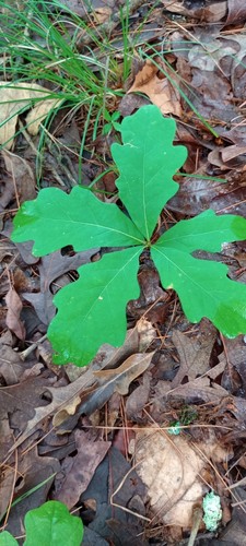10 White Oak Trees Live Plants Seedlings Sapling Acorn Shade 6-12 ...