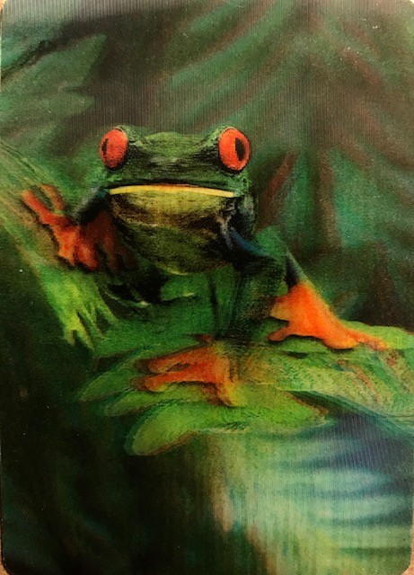 3-D LENTICULAR Trading Card - Central America RED-EYED TREE FROG - FREE ...