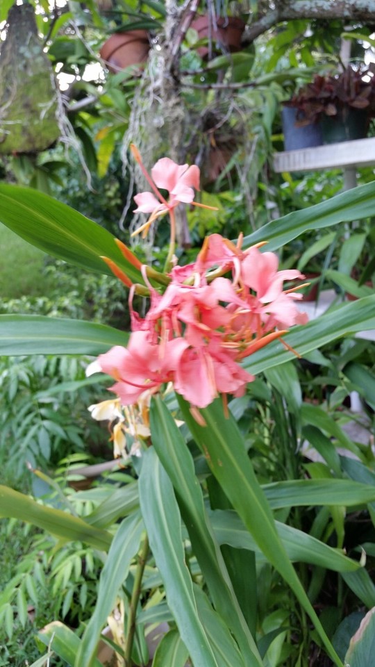 Coral Orange Pink Hedychium Butterfly Ginger, healthy Rhizome cutting ...