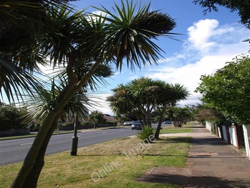 Photo 6x4 Shiphay Avenue, Torquay So-called Torbay Palms (see [[822874 ...