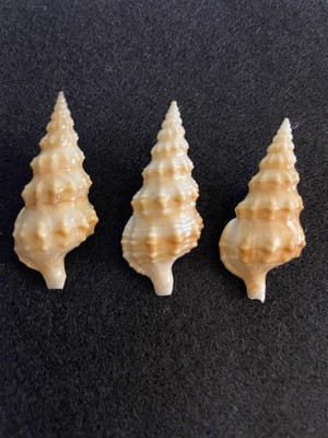 3 Nassaria magnifica Lischke 39 mm - 40 mm Japan | eBay