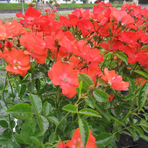 Carpet Rose Sunset Flower | Hardy Plants Outdoor Garden Ready Garden ...