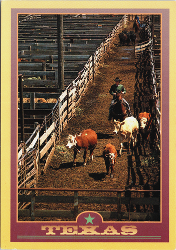 Texas TX Cowboy Rustling Cow Steer in Corale Shute Postcard | eBay