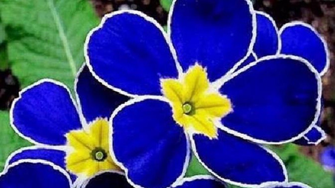 Blue Evening Primrose Flower