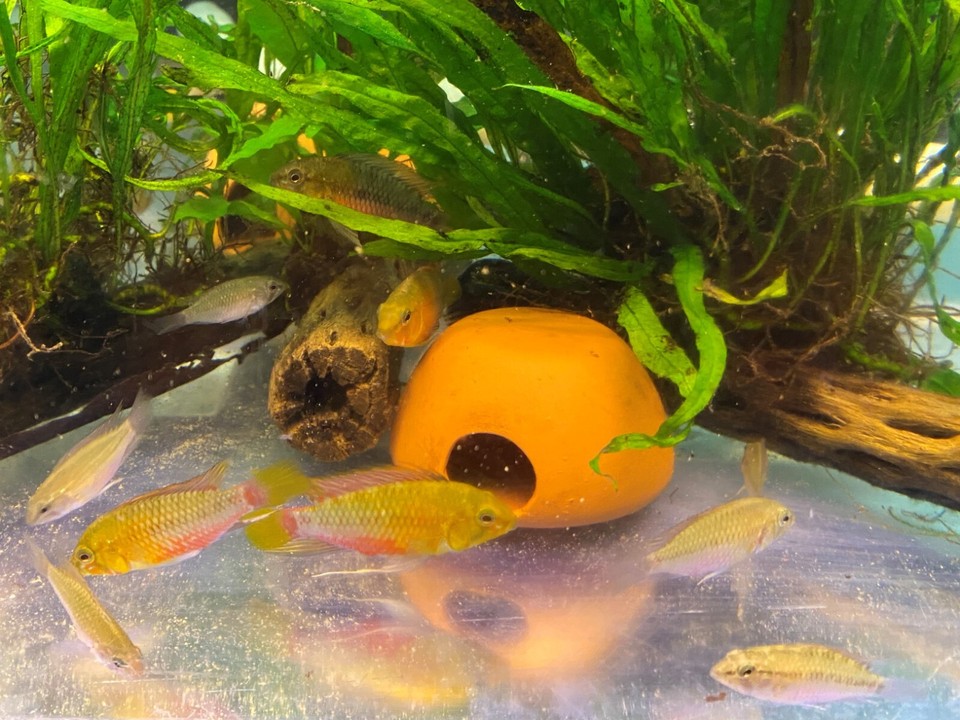 Apistogramma Hongsloi “RED GOLD” Pair - USA Captive Bred Dwarf Cichlids ...