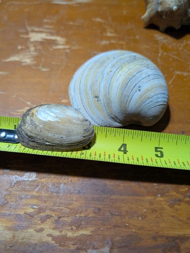 Clam Sea Shells Set Of 2 Conch Queen | eBay