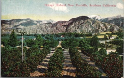 c1910s California Agriculture Postcard "Orange Orchard near Foothills ...