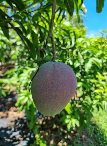 Grafteds Dwarf Heidi Mango Mango Fruit Trees, Quickly to fruit bear | eBay