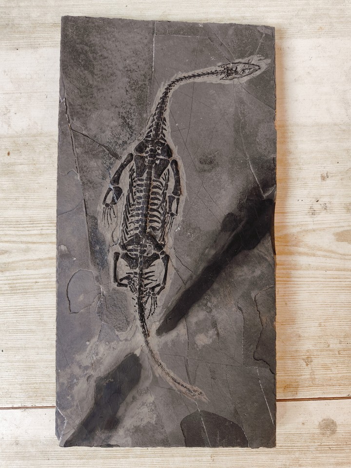 Keichousaurus Skeleton Fossil Triassic Reptile Dinosaur Bones China | eBay