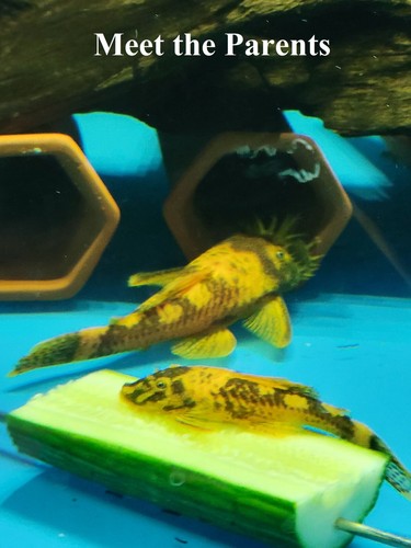 3 Pack of 1" Super Red Calico Plecos - Tank Raised | eBay