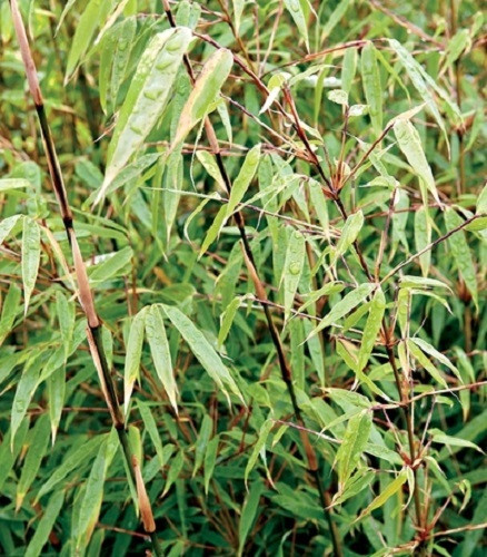 Fargesia ‘Rufa’,Sunset Glow clumping bamboo non running, great hedge or ...
